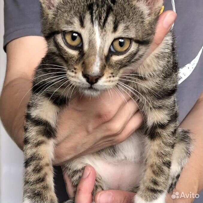 Чудесные котята ищут семью
