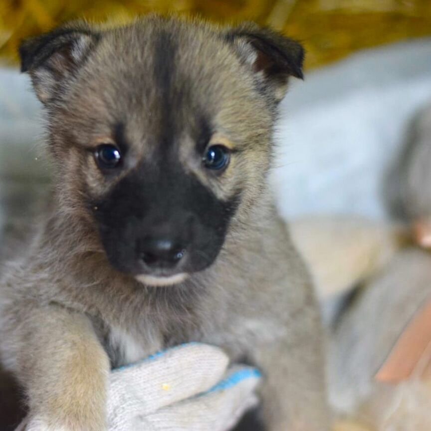 Щенки в добрые руки