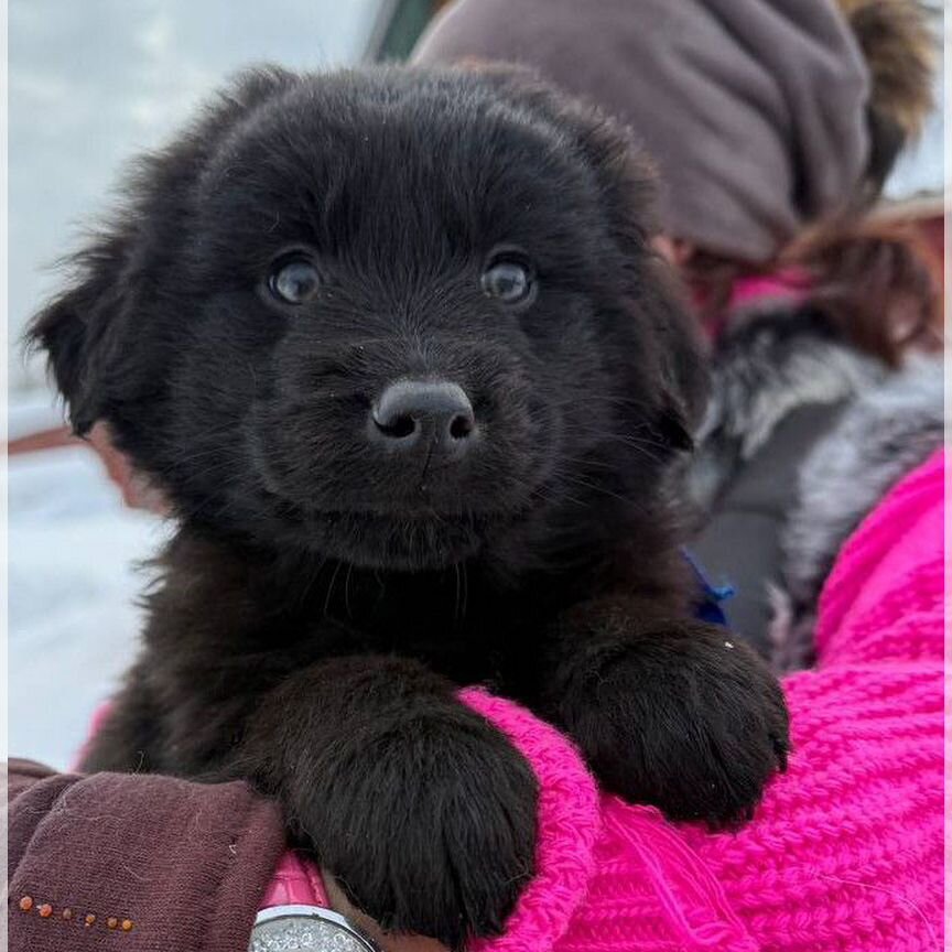 Щенок в добрые руки