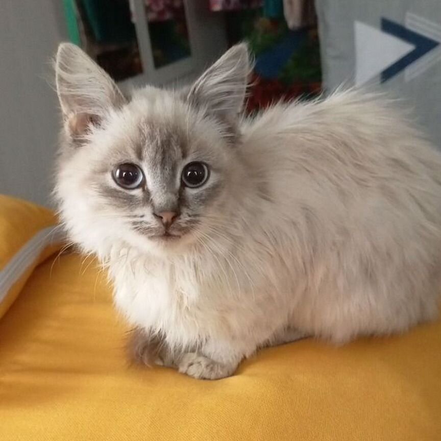 Сиамская кошечка бесплатно