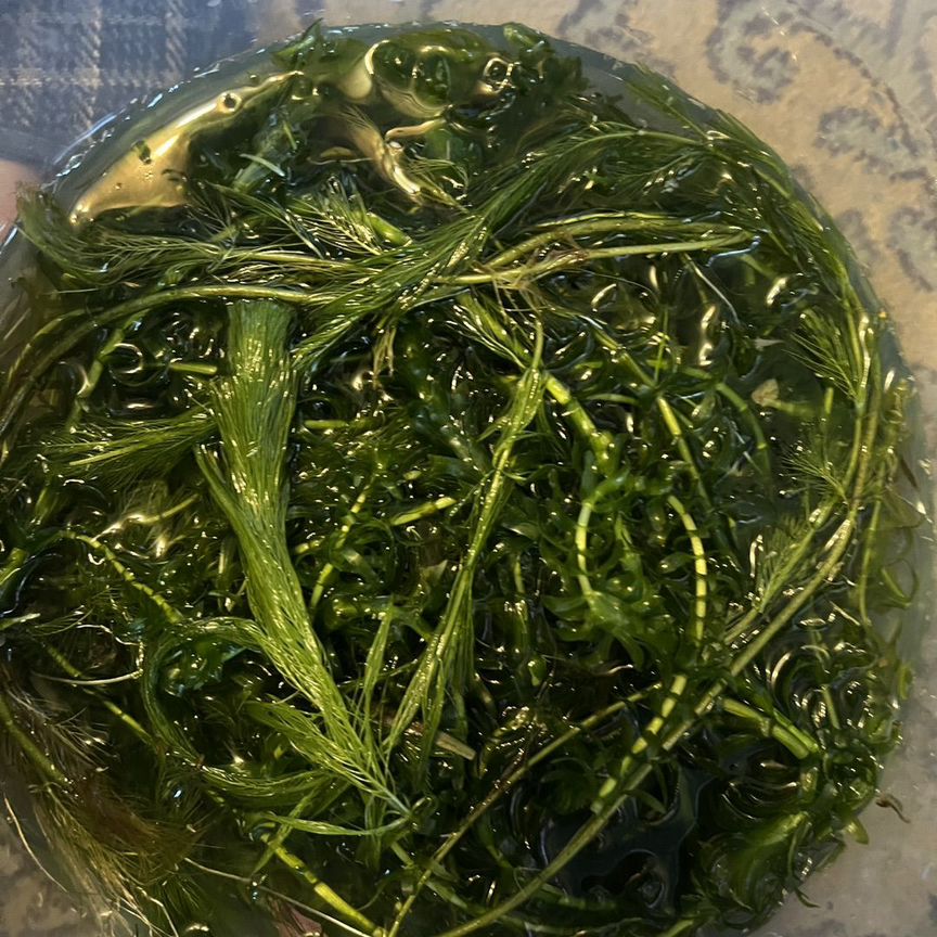 Аквариумное растение