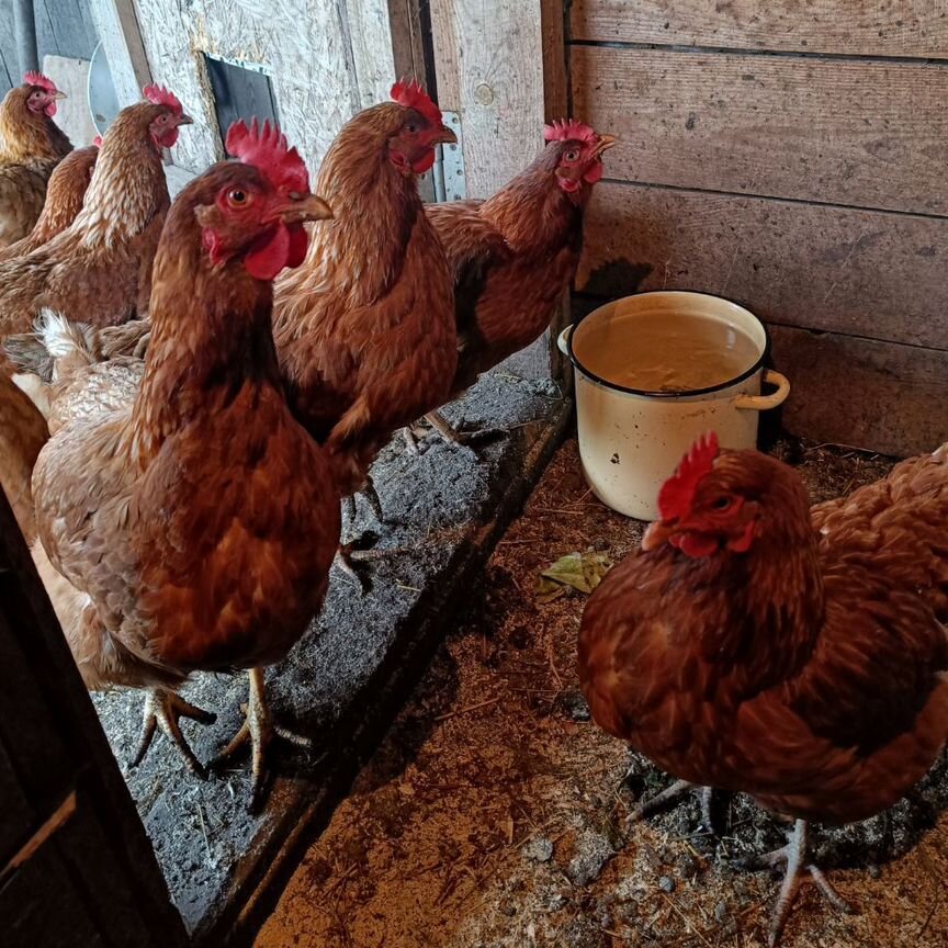 Куры несушки продам