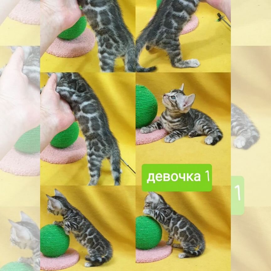 Котята бенгалы серебро