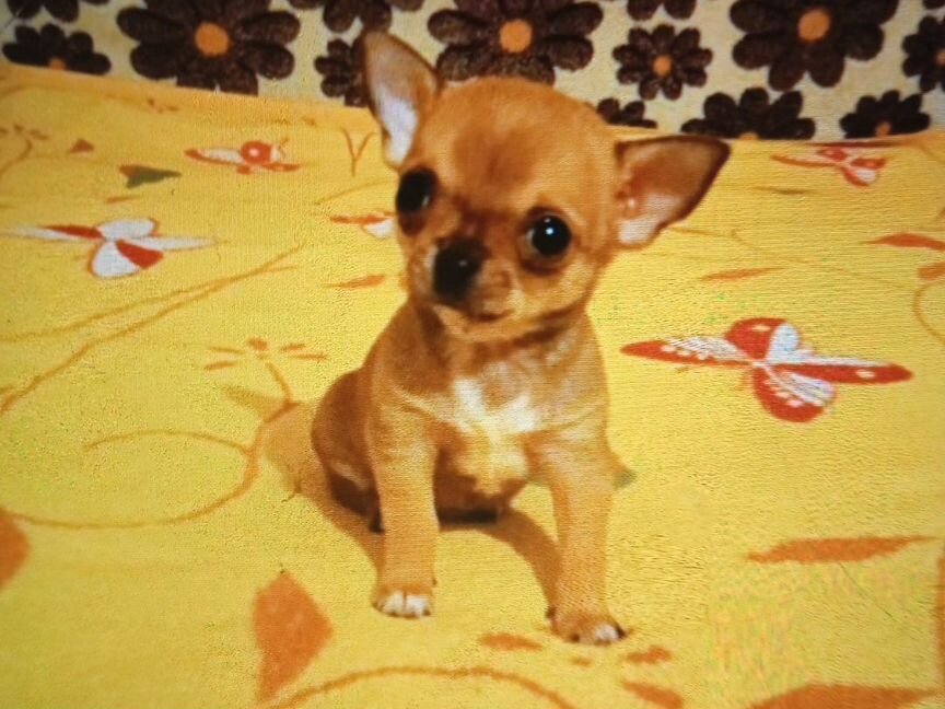 Чихуахуа мальчик мини