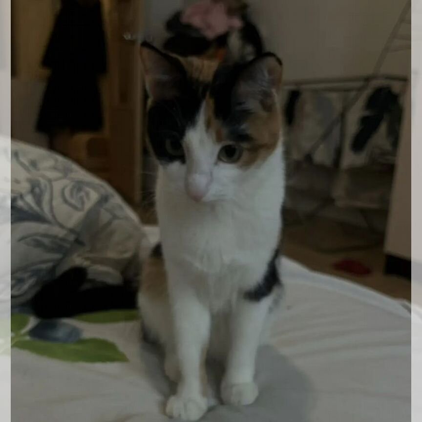 Взрослая, кошка в добрые руки