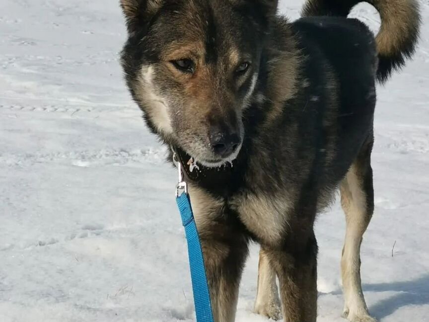 Лайка