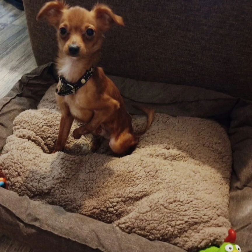 Той-терьер в добрые руки