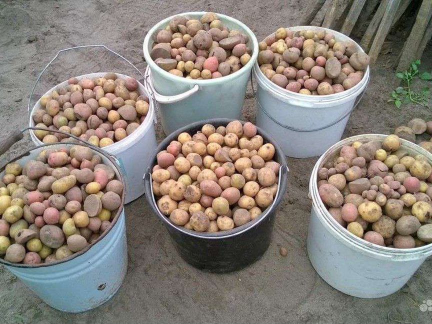 Мелкий картофель ку п лю