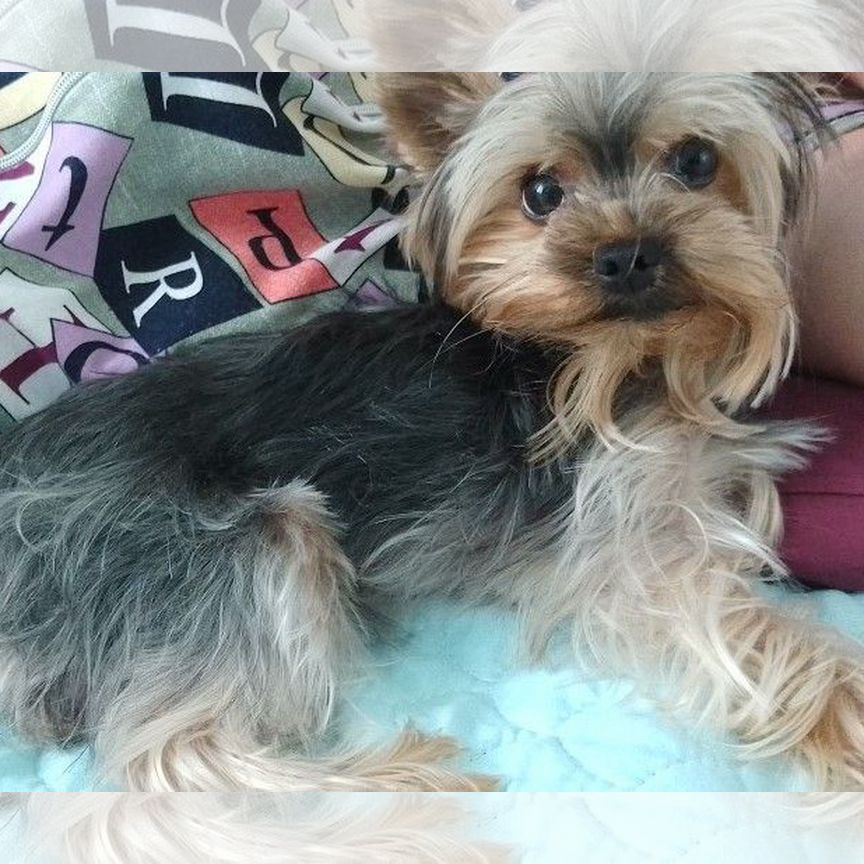 Собака для вязки