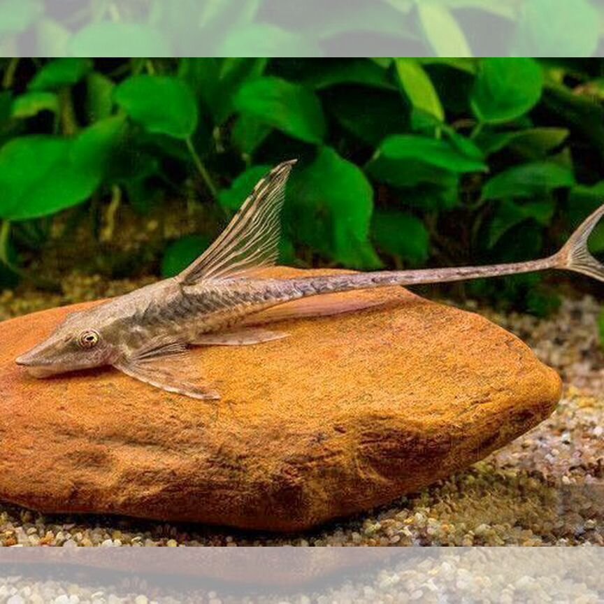 Панамская стурисома 20см самец