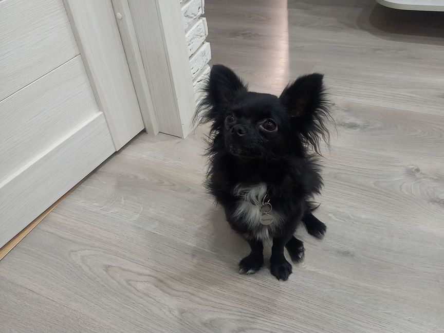 Случка чихуахуа мальчик