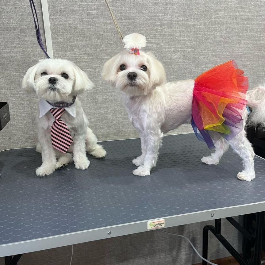 Мальтезе девочка