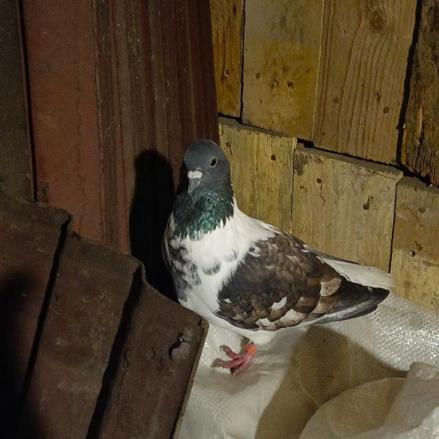 Найден Голубь