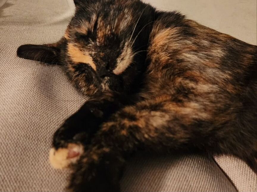 Котёнок в хорошие руки 4-5 месяцев