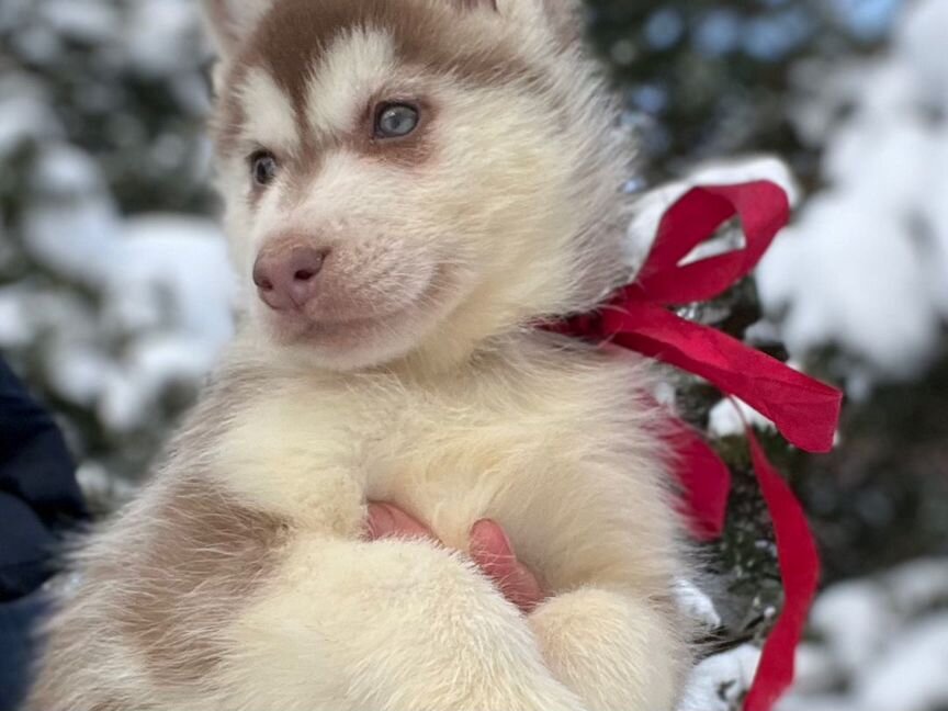 Породистый щенок хаски 2мес