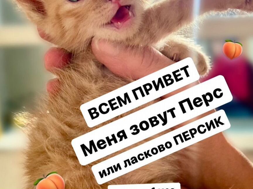 Котята которые выжили
