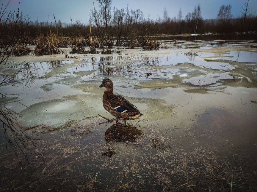 Утки подсадные для охоты