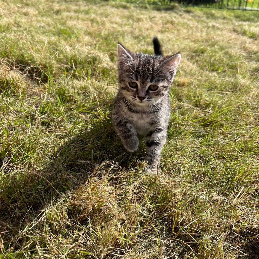 Кошечка (британка)