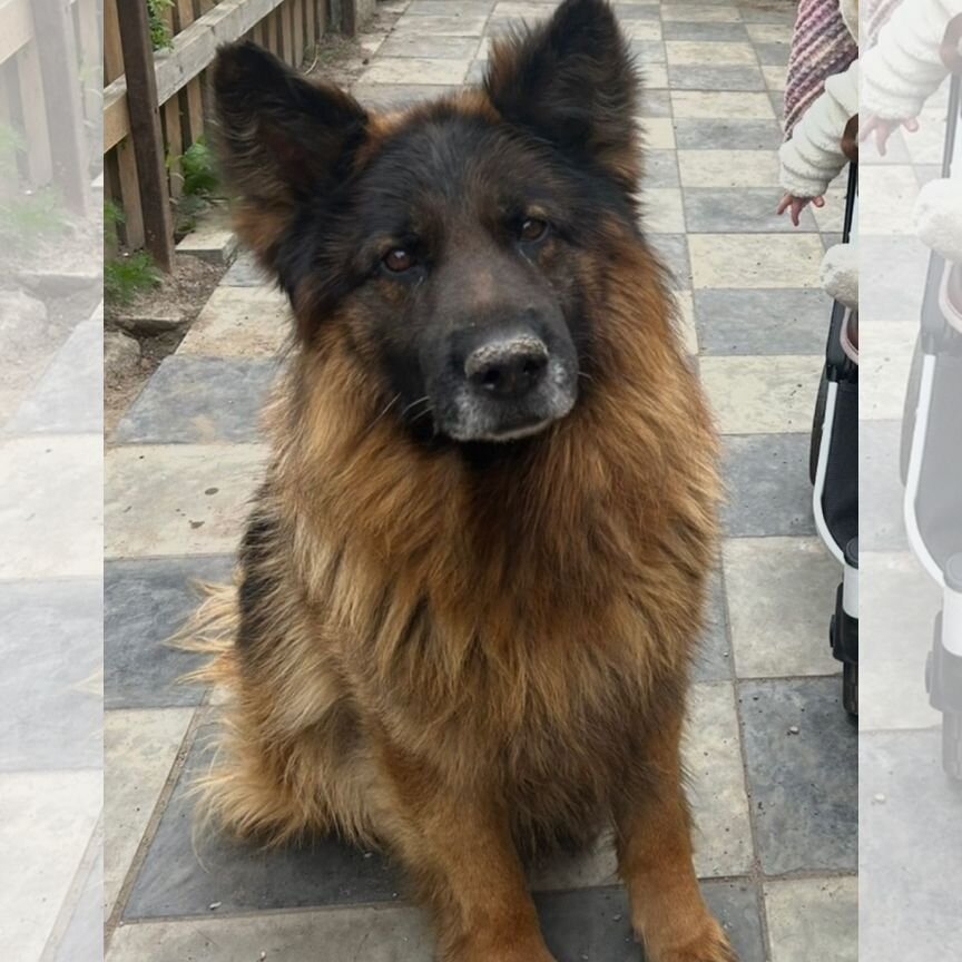 Немецкая овчарка, взрослый пёс