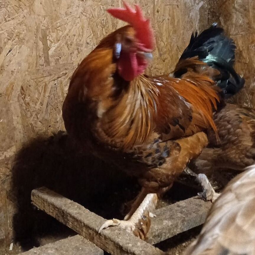 Молодые петухи