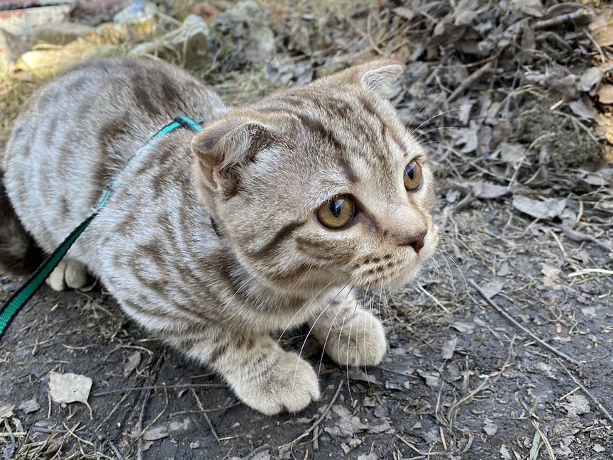 Британский кот