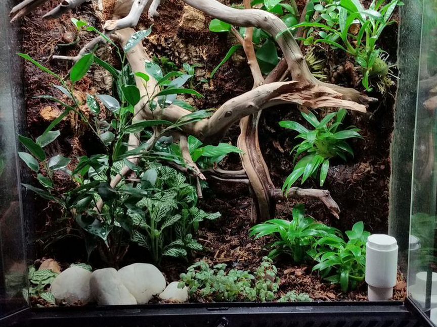 Террариумы для экзотических животных