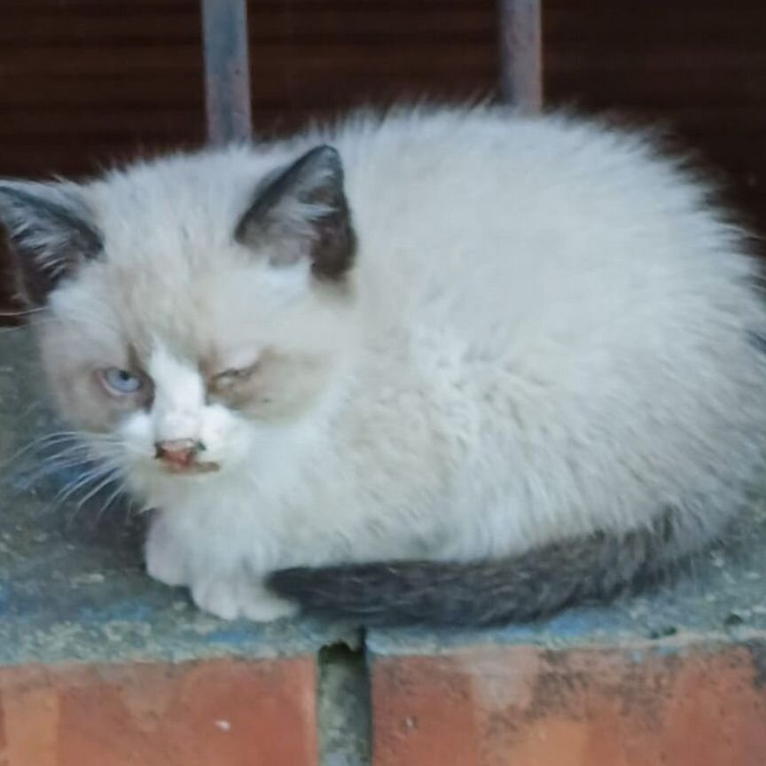 Котята от бездомной кошечки. Возраст пр