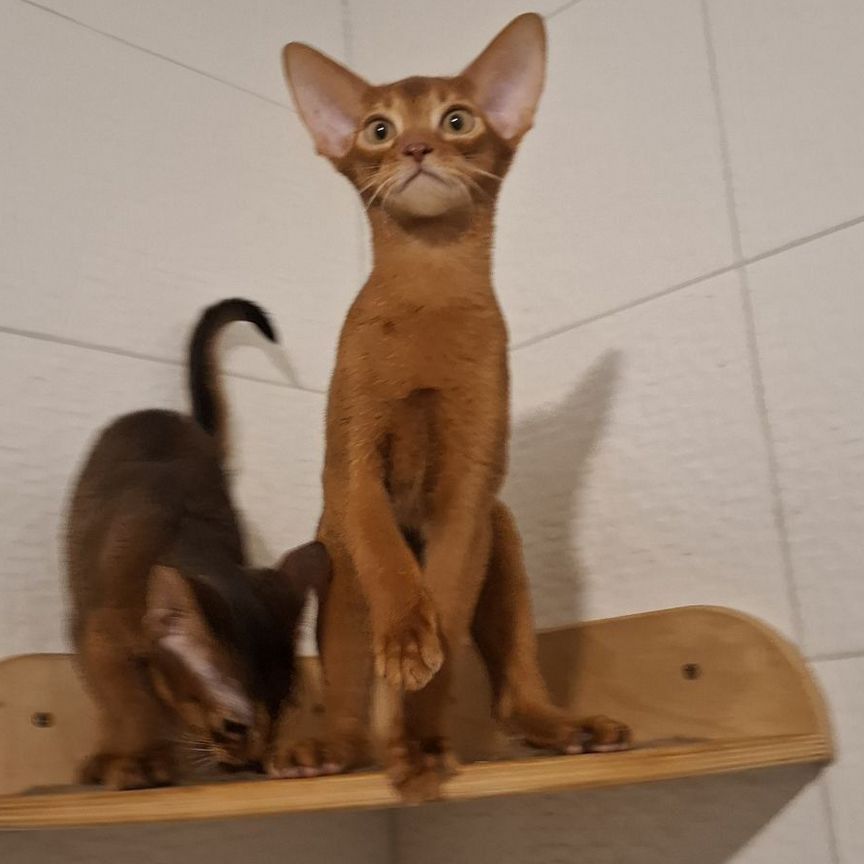 Абиссинский котёнок