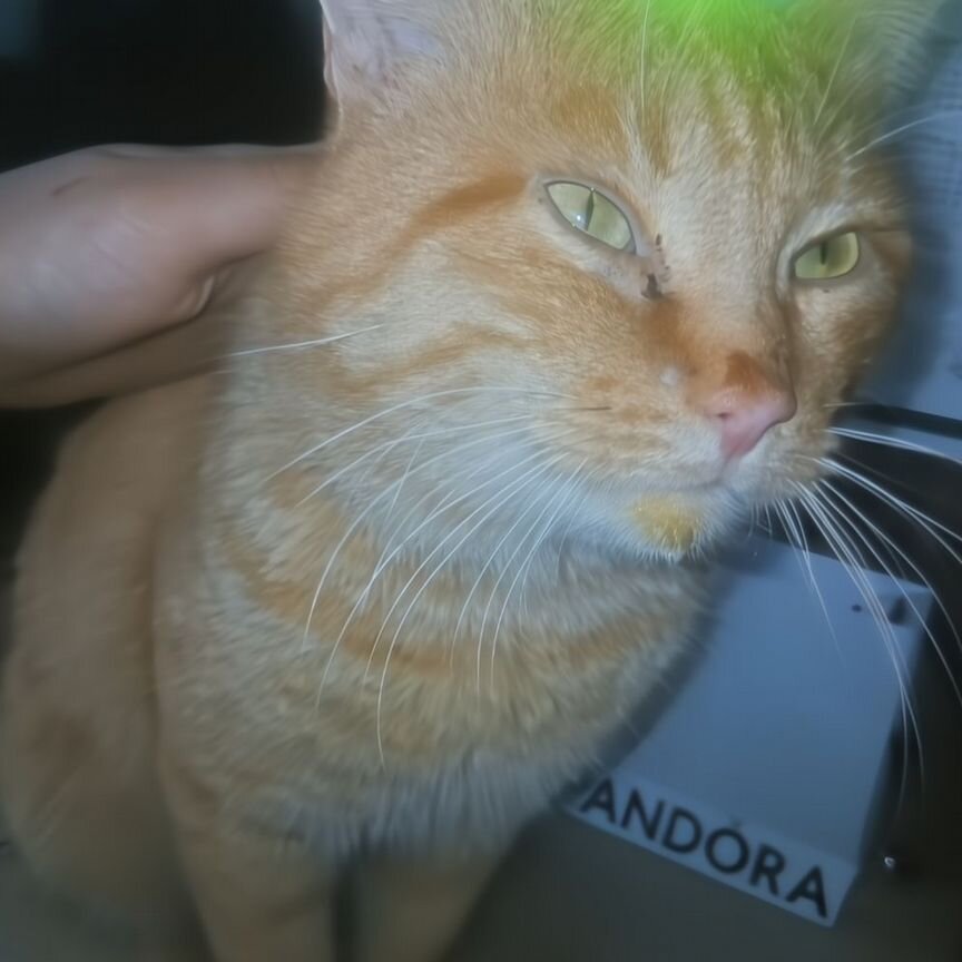 Мейн-кун, взрослый кот