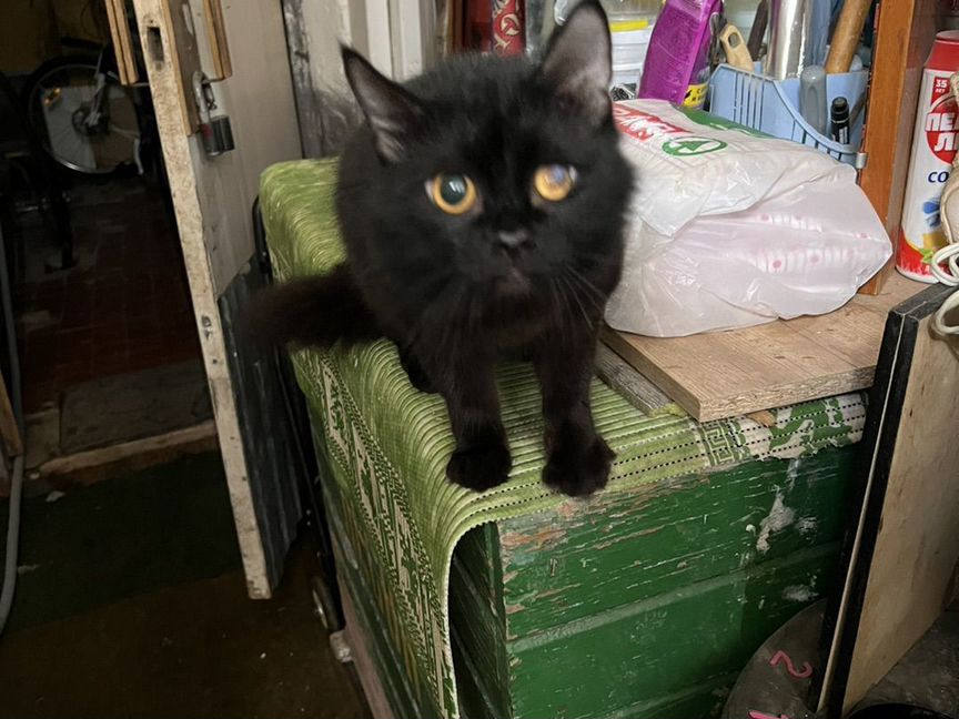 Кошося в добрые руки