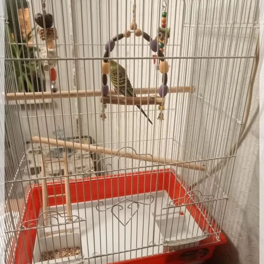 Волнистый попугай с клеткой