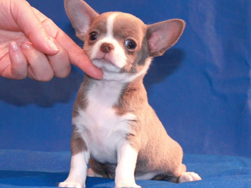 Малыши чихуашки