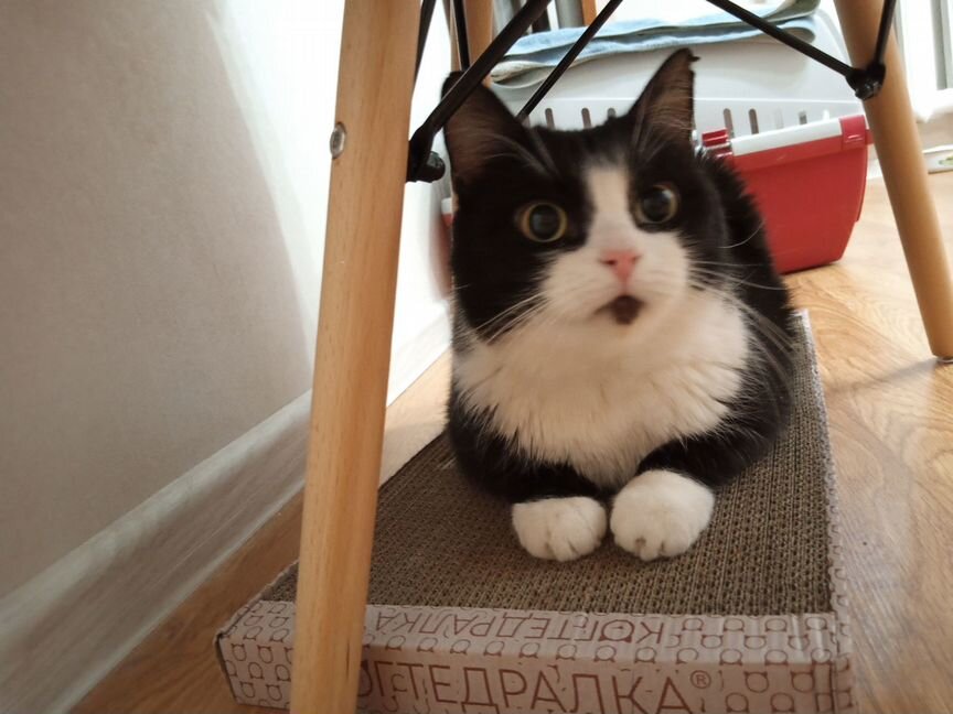 Котику очень нужен дом