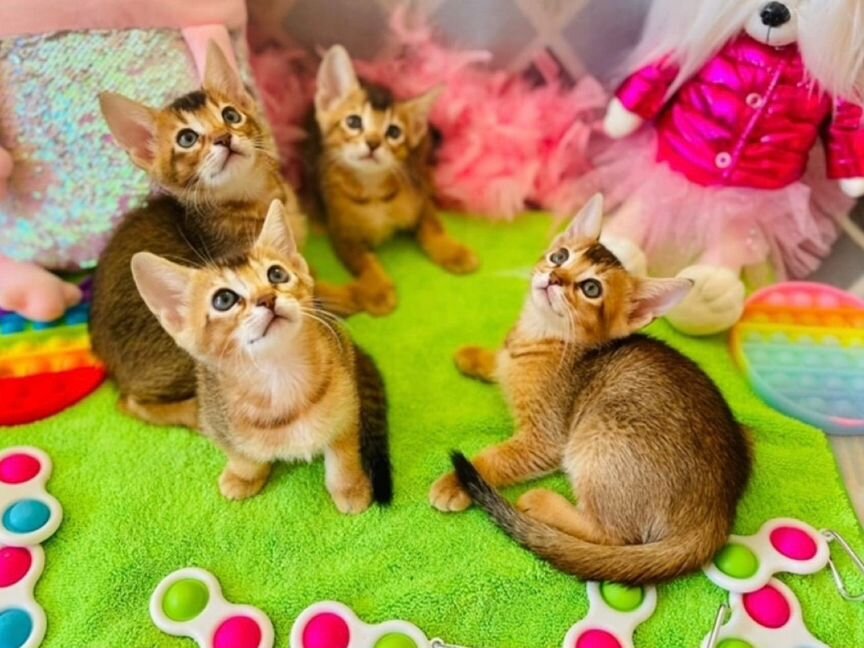 Котята