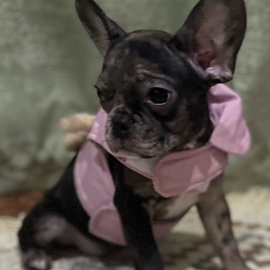 Девочка мини