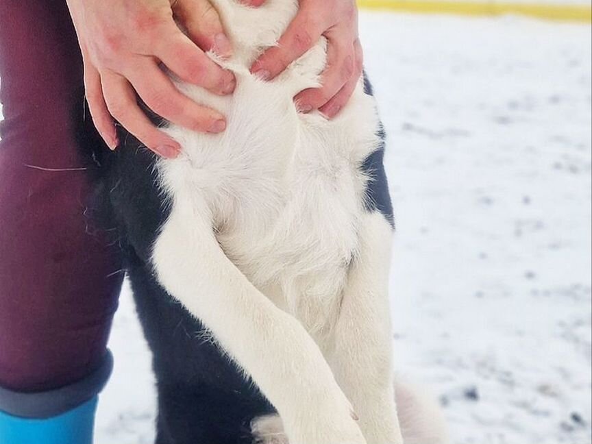 Щенок