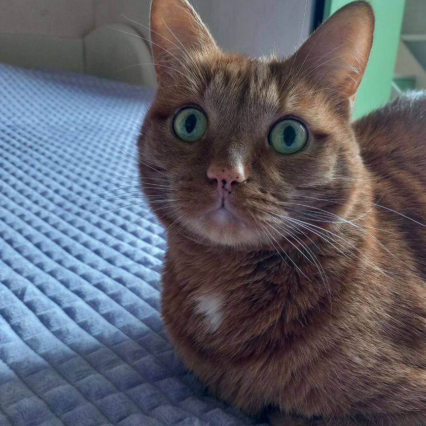 Отдам кота в добрые руки бесплатно