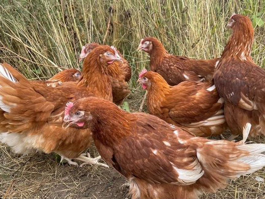 Куры несушки