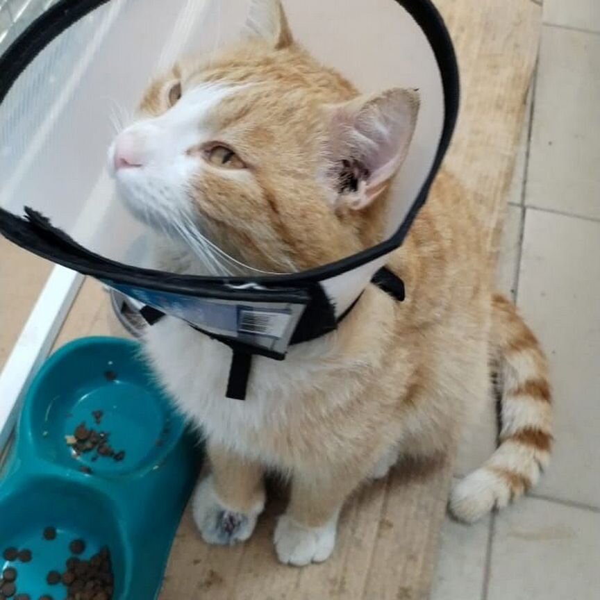 У котика болит лапка