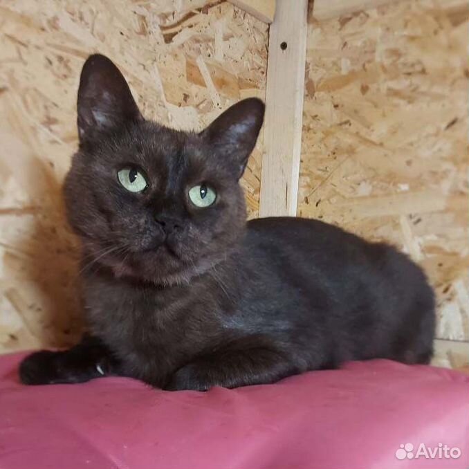 Породистый котик из приюта ищет хозяев