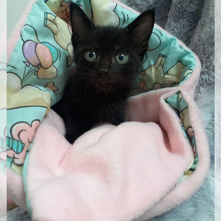 Котёнок в добрые руки