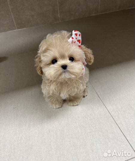 Мальтипу Тедди микро из Китая