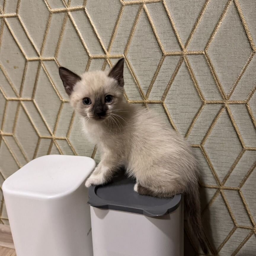 Котята Петерболды