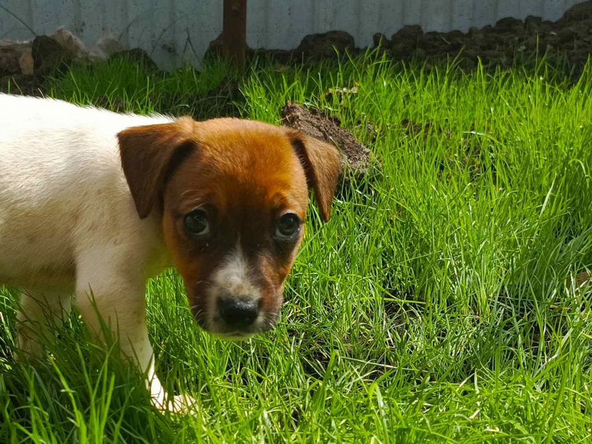 Джек рассел терьер очаровательные малыши