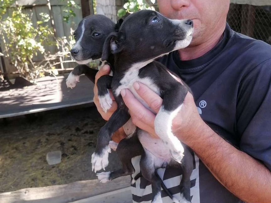 Щенки в добрые руки