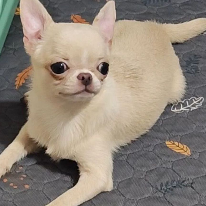 Чихуахуа, щенок