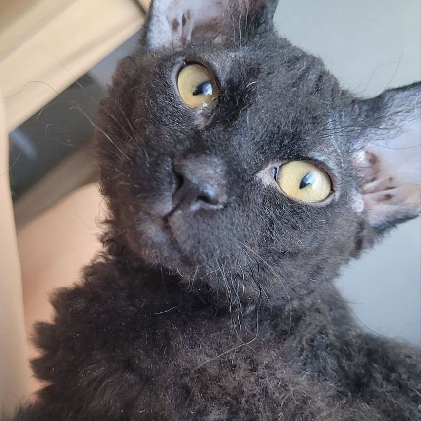 Отдам котёнка