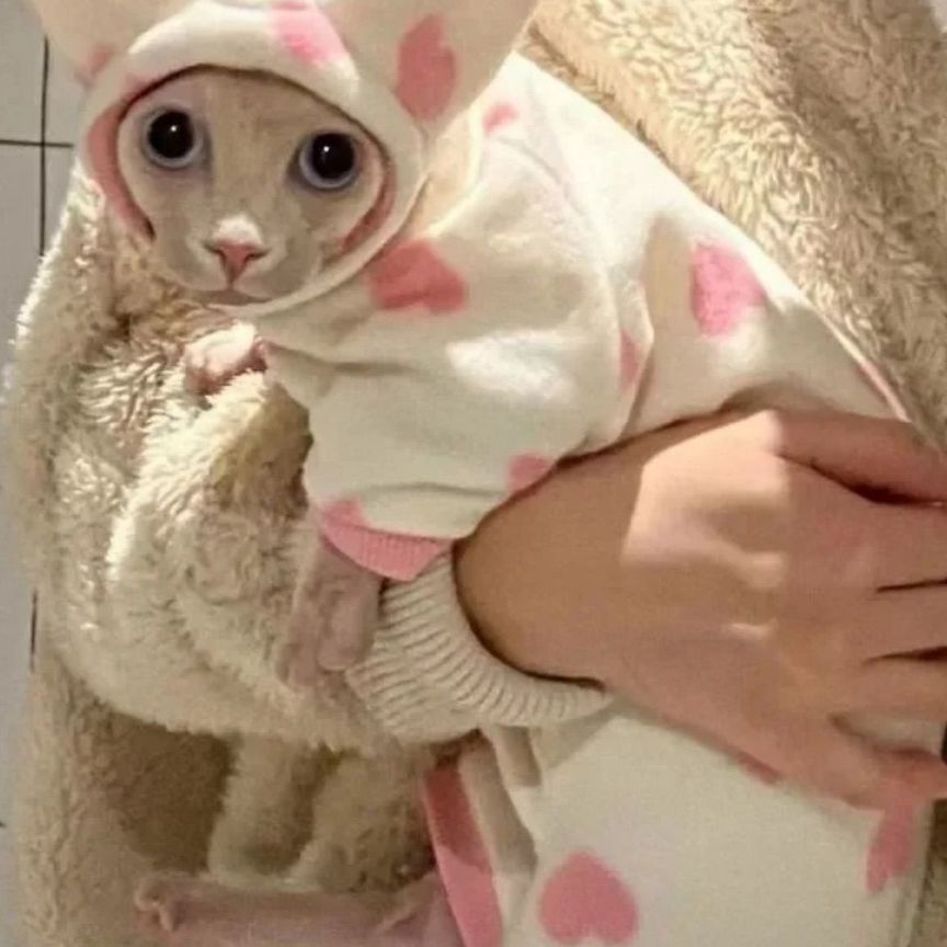 Одежда для кошек