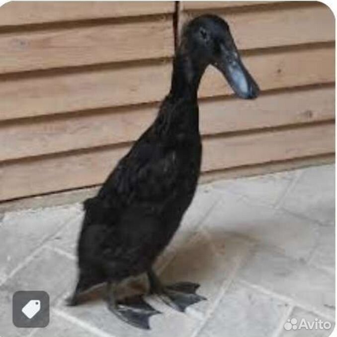 Утята индийский бегунок