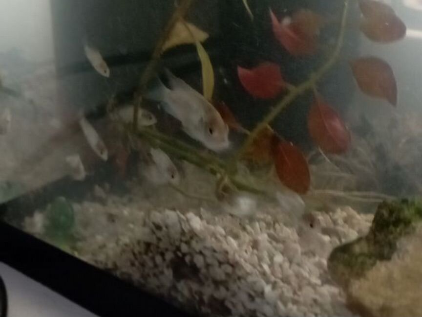 Аквариумные рыбы